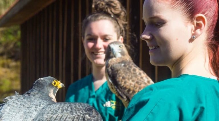 Wildlife Rehabilitation - Wildlife Rehabilitation
